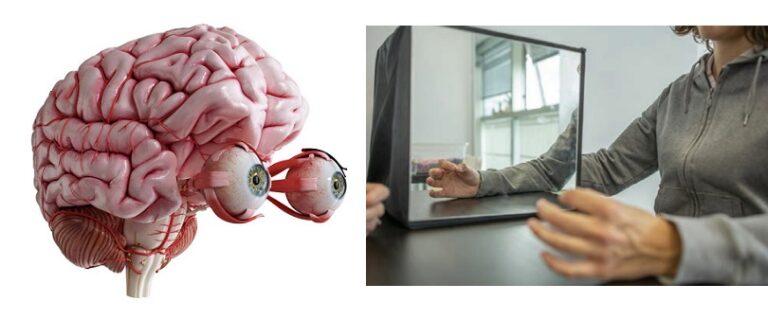 What is Neuro-Optometric Visual Rehabilitation? - OptikNow